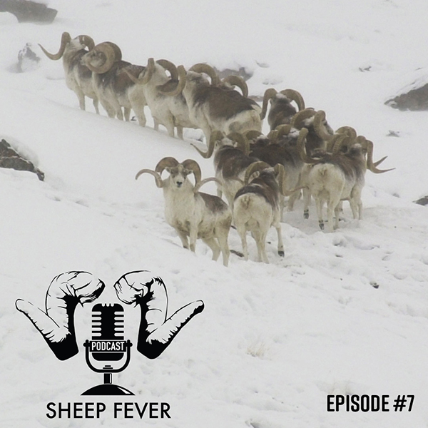 Asian Sheep Hunting with Robert Logan