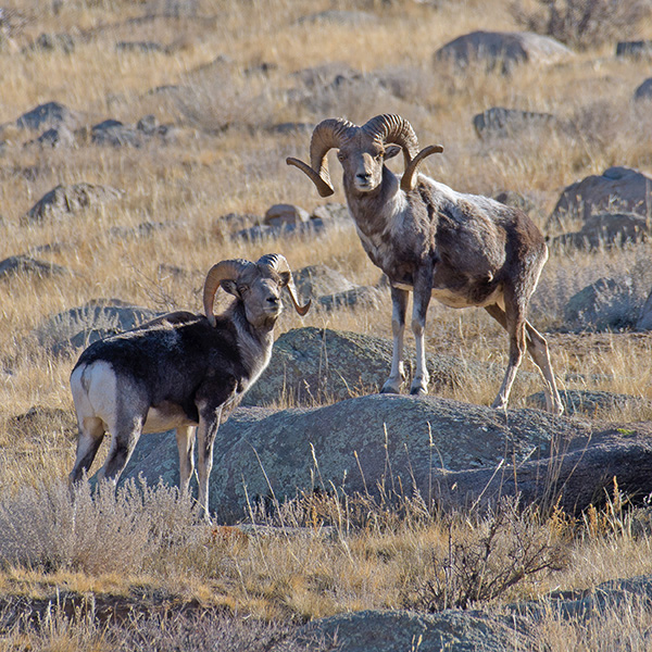 WSF Supports Central Asian Wild Sheep & Goat Conservation