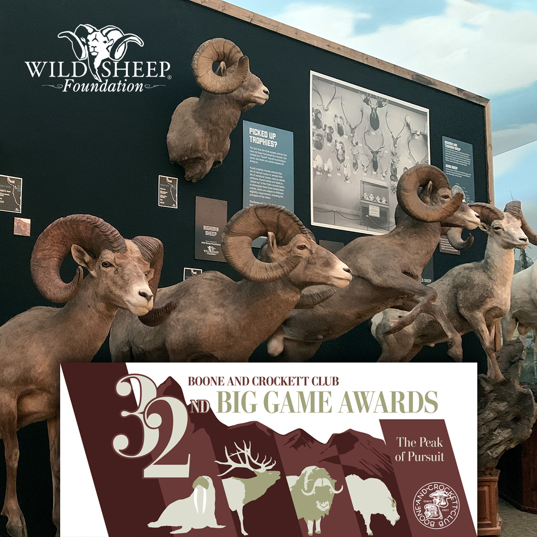 B&C Welcomes Wild Sheep Foundation as Presenting Sponsor of the 32nd ...
