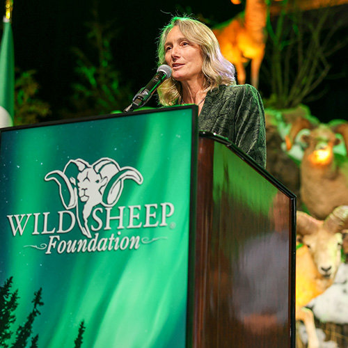 Vail Bighorn Initiative Honored with Outstanding Achievement Award fro ...