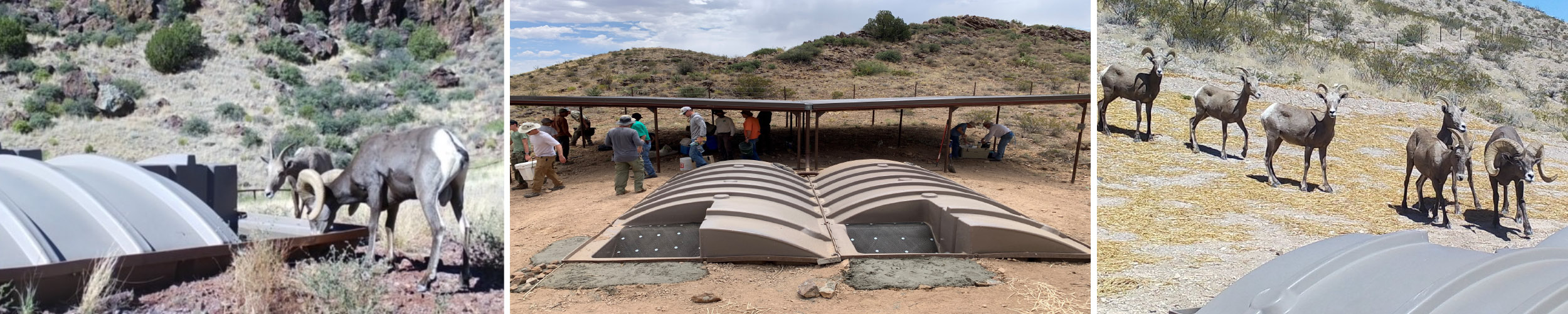 Wild Sheep Foundation > What We Do > Conservation > Habitat and Water ...